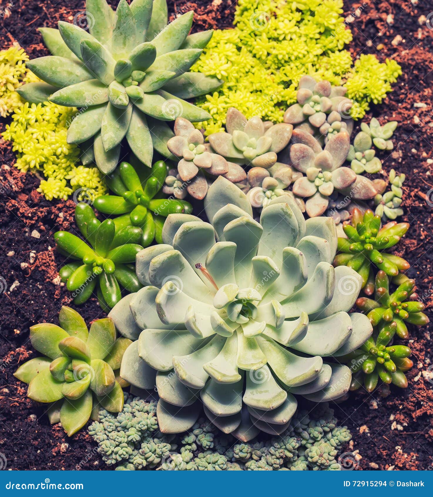 Miniature succulent plants stock photo. Image of bloom - 72915294