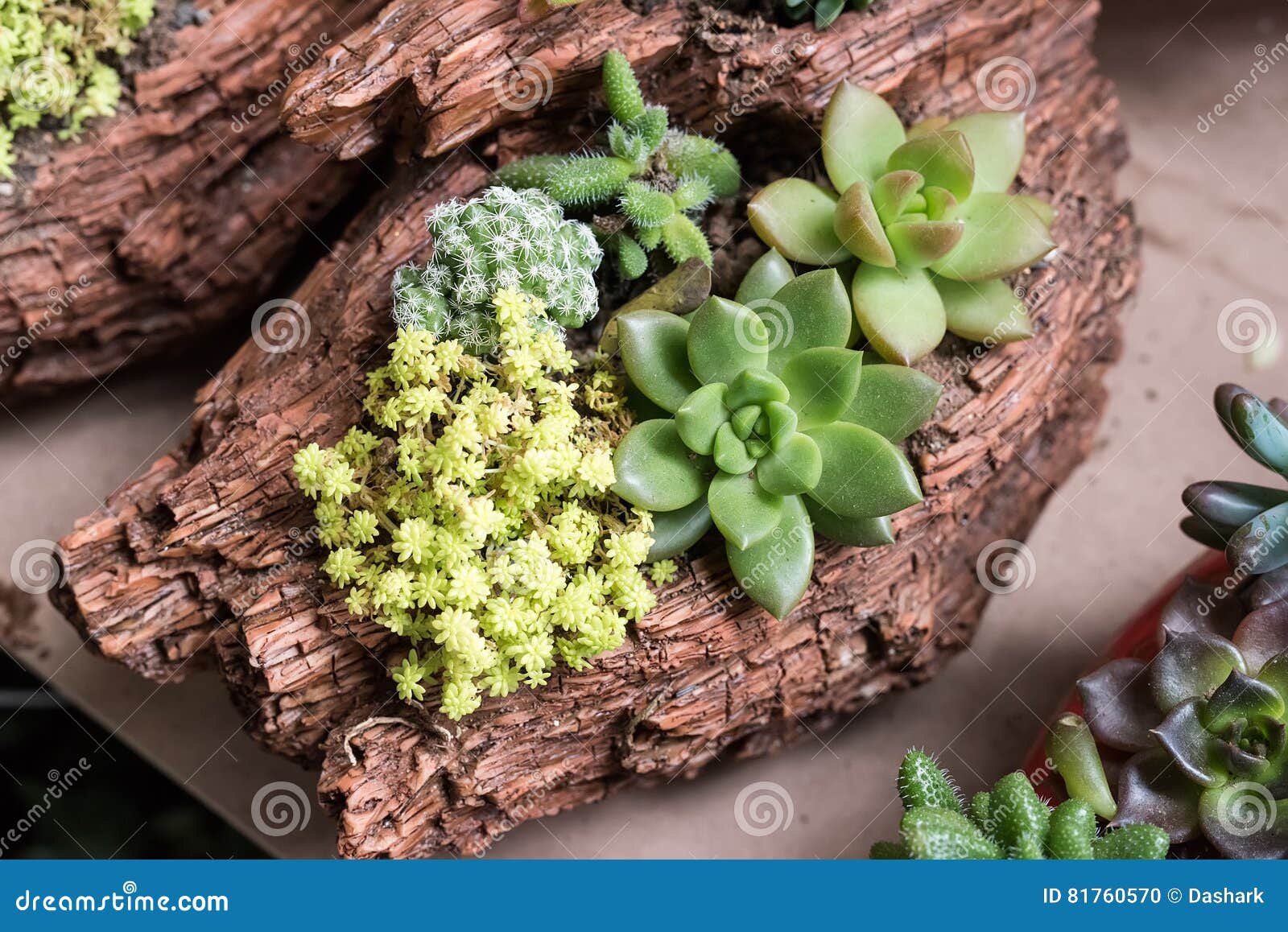 Miniature succulent plants stock photo. Image of background - 81760570