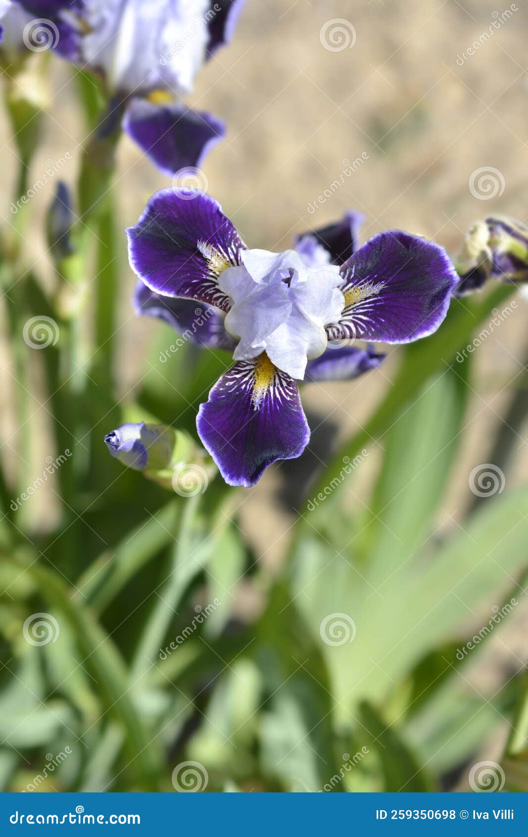 Miniature Tall Bearded Iris Consummation Stock Photo - Image of green ...