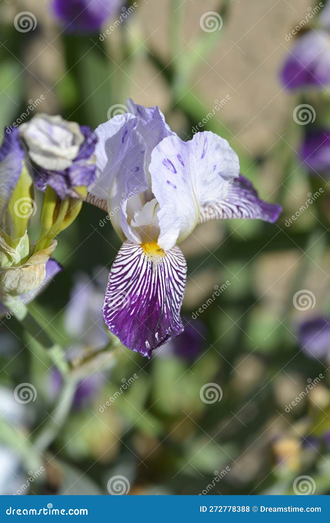 Miniature Tall Bearded Iris Scrambled Stock Photo - Image of tall, iris ...