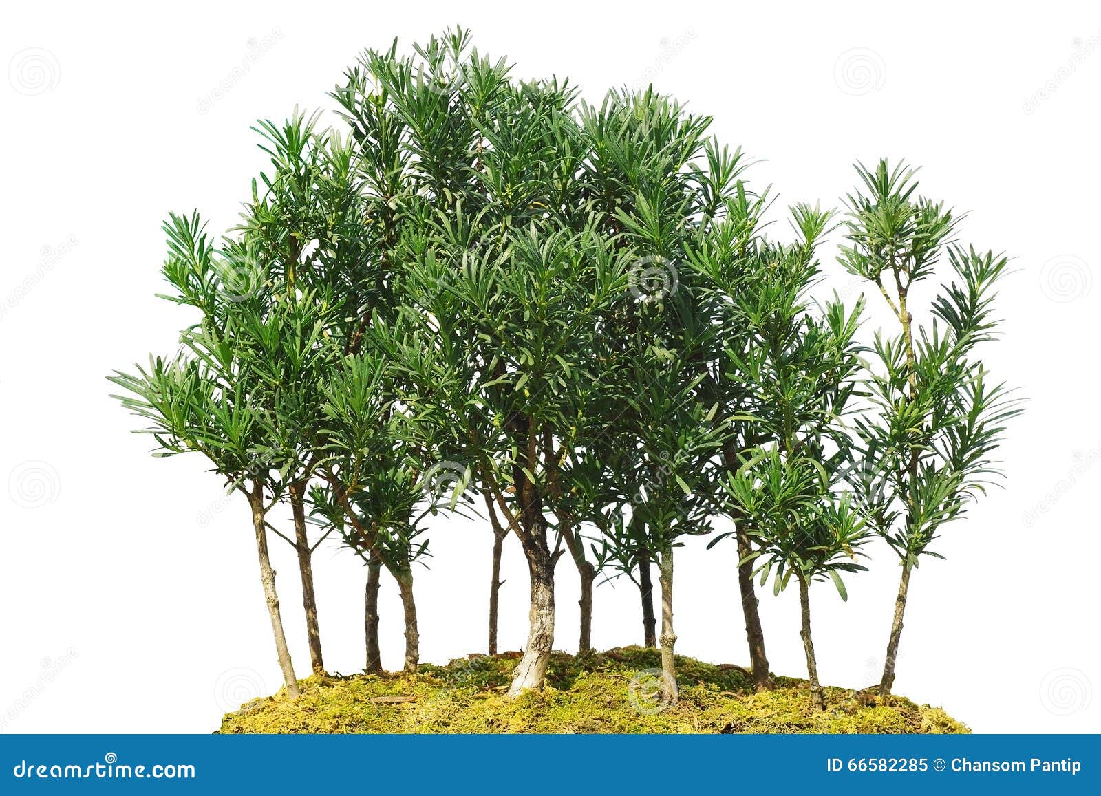 Miniature Tree, Bonsai, Isolated On White Background Royalty-Free Stock ...