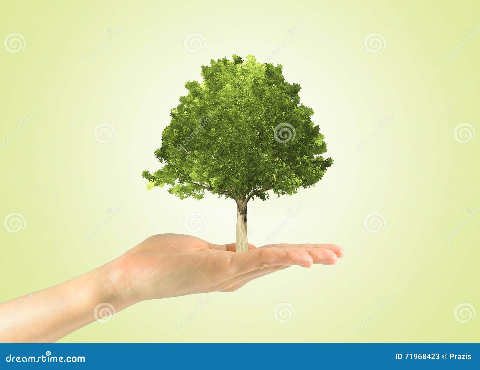 Miniature Tree in a Human Hand Stock Image - Image of care, nature ...