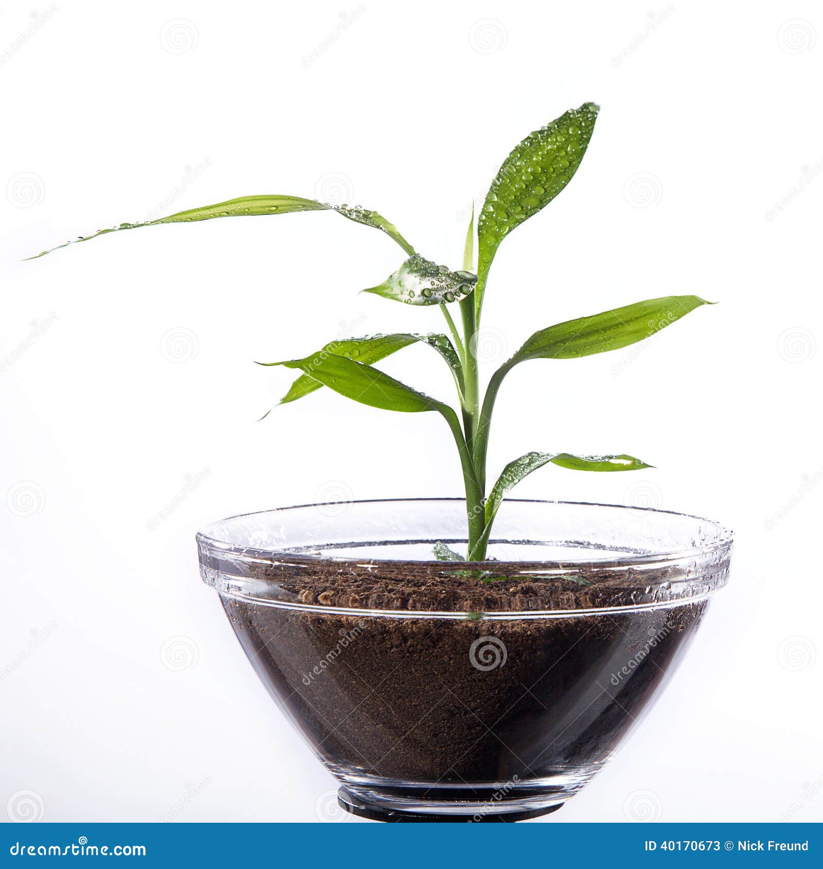 Miniature tree in pot stock image. Image of isolated - 40170673