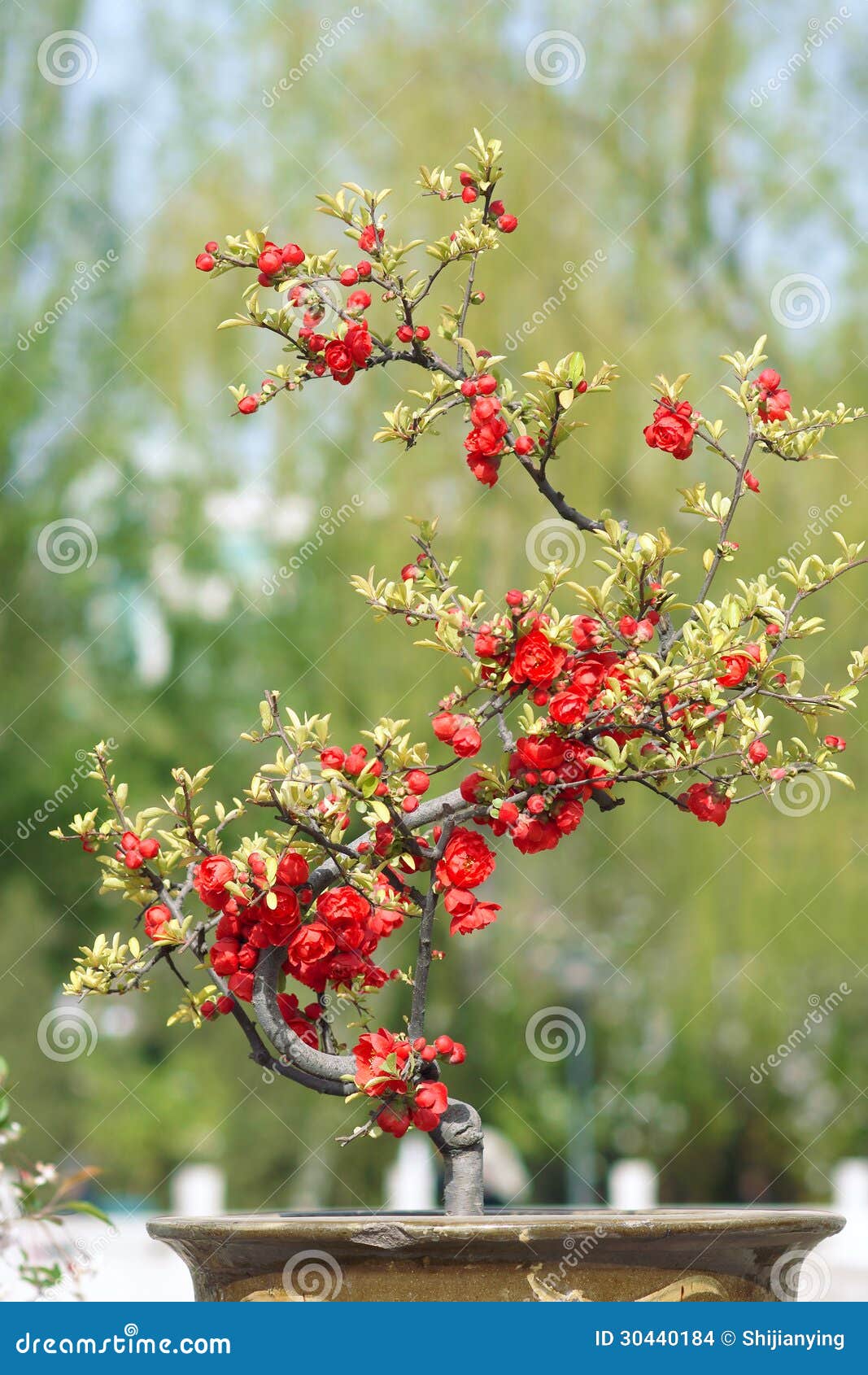 Miniature tree stock photo. Image of flowering, garden - 30440184