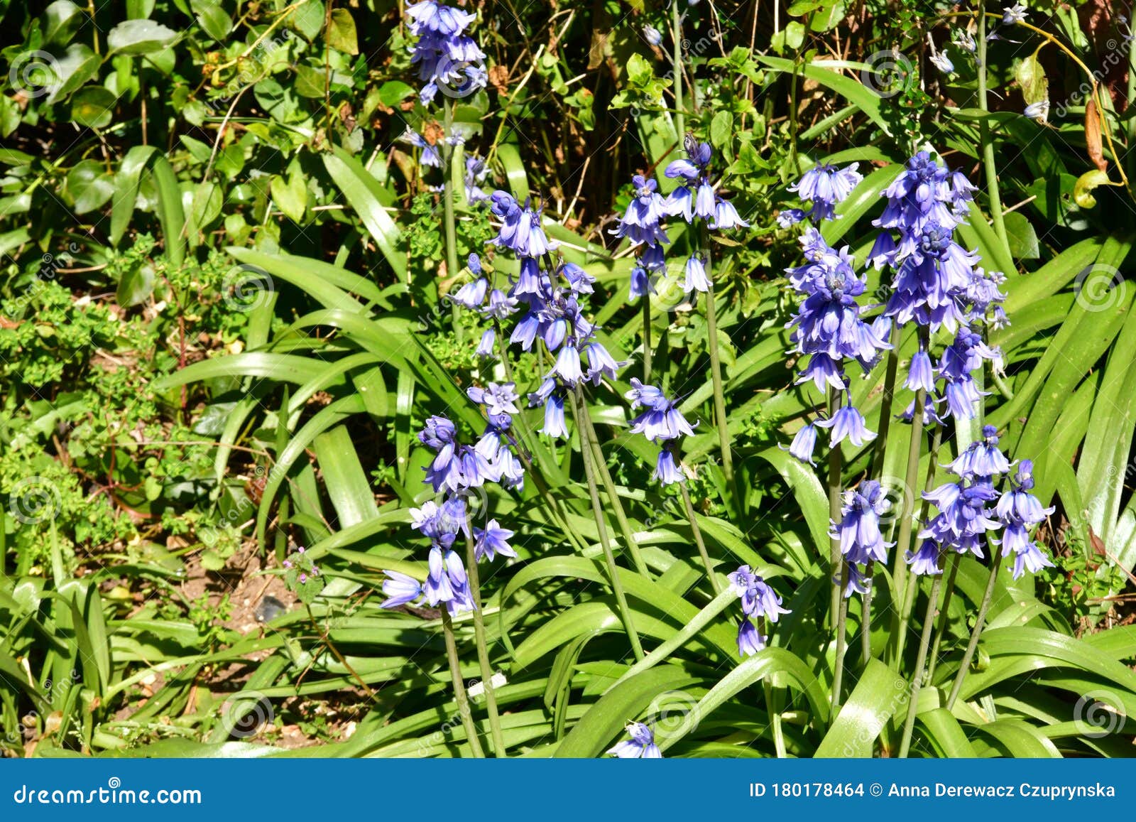 Flowers Blubell, Hyacinthoides Hispanica Stock Photo - Image of fields ...