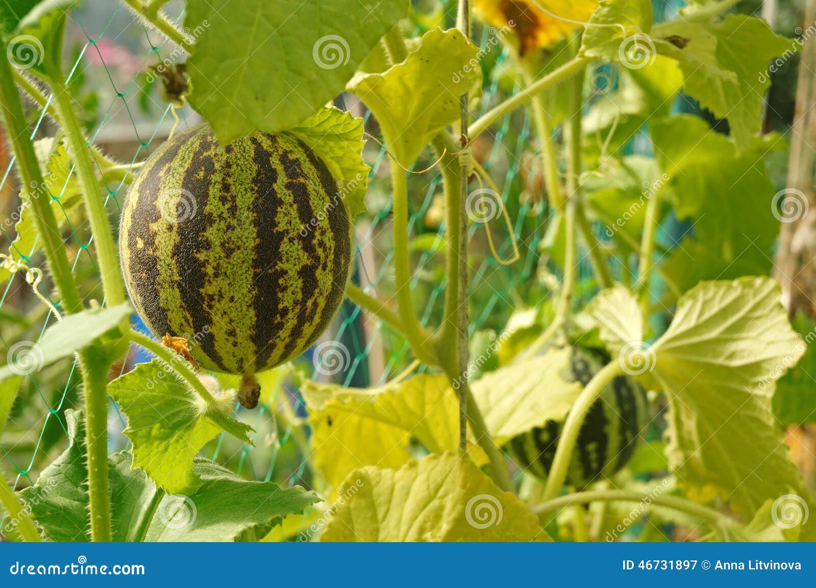 Miniature Vietnamese Melon Winding Grid Stock Image - Image of nature ...
