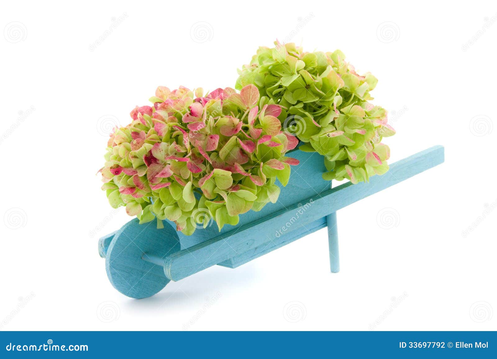Miniature Wheelbarrow with Hydrangea Stock Photo - Image of fresh ...