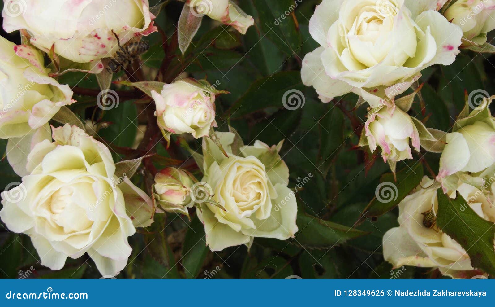 Miniature white roses. stock photo. Image of flower - 128349626