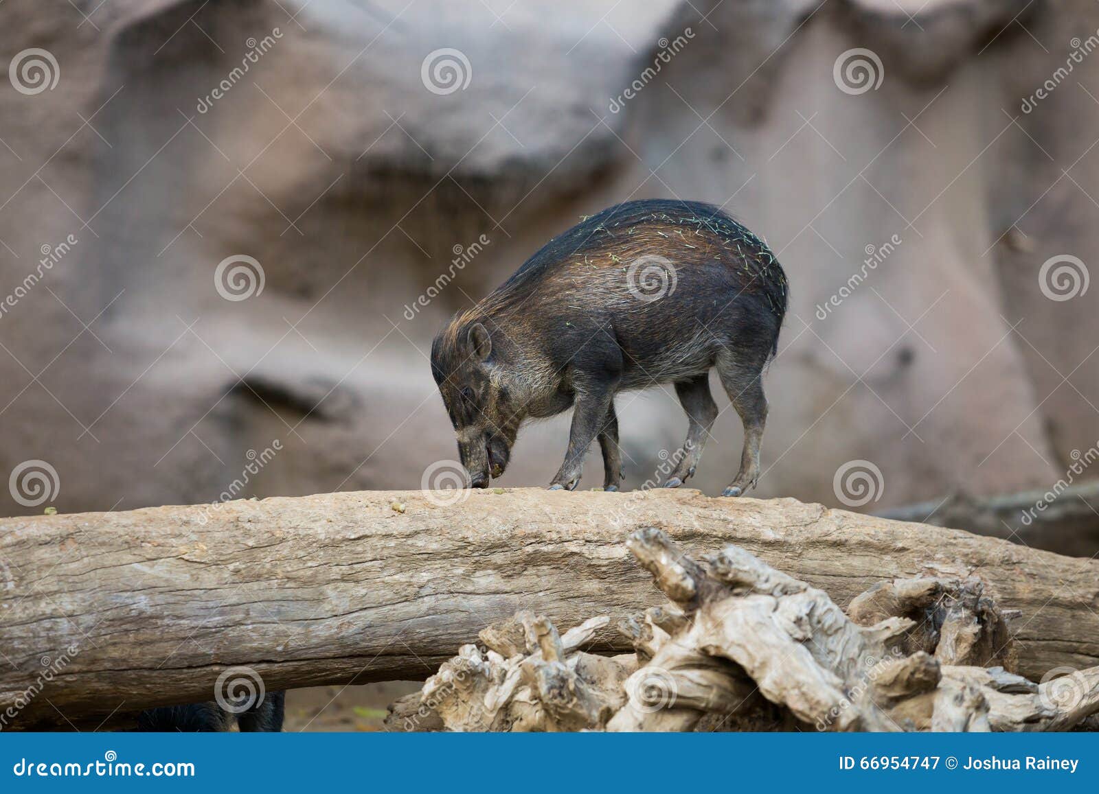 Miniature Wild Boar on Log stock image. Image of park - 66954747