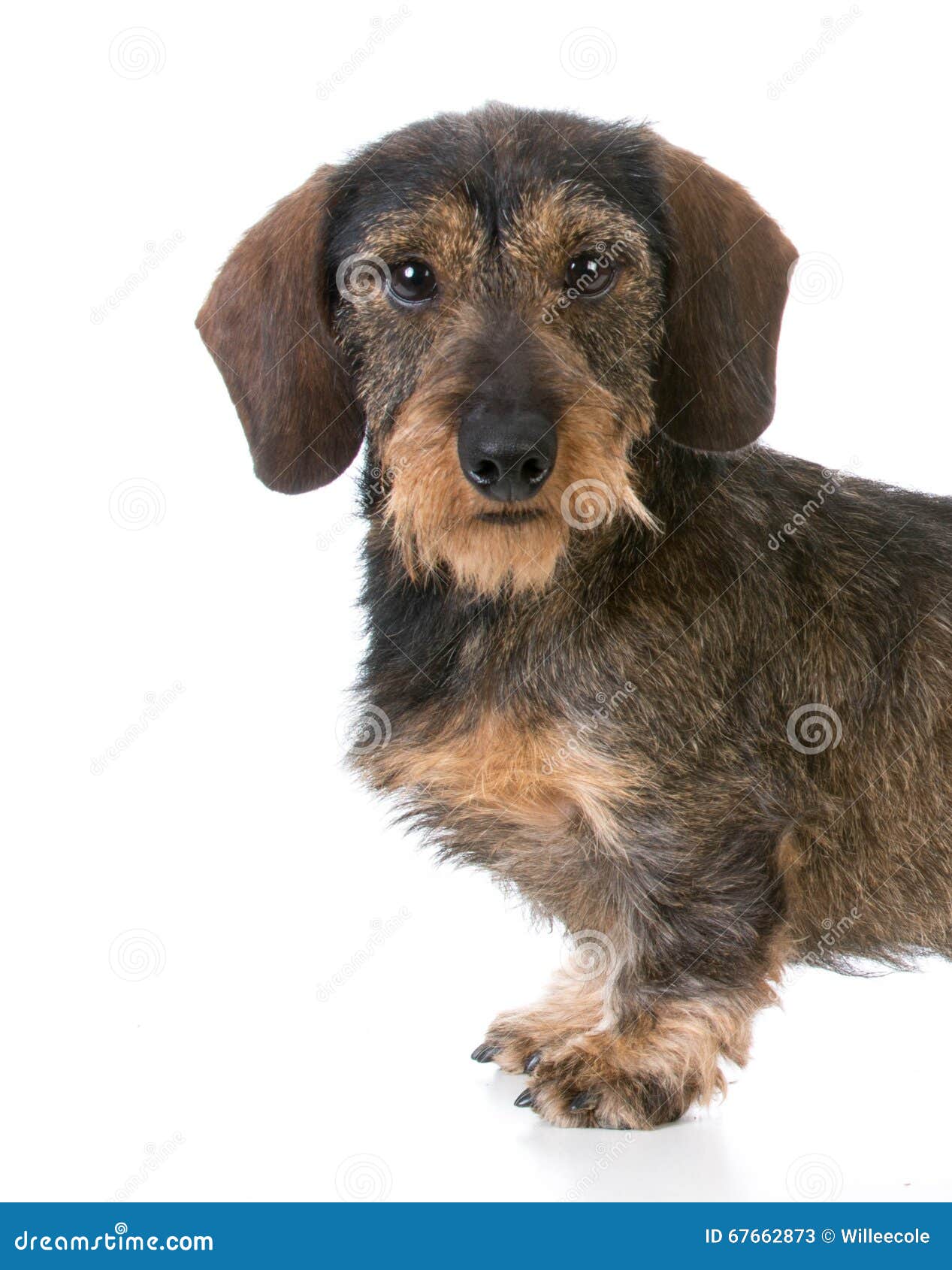 Miniature Wirehaired Dachshund Stock Image - Image of isolated, muzzle ...