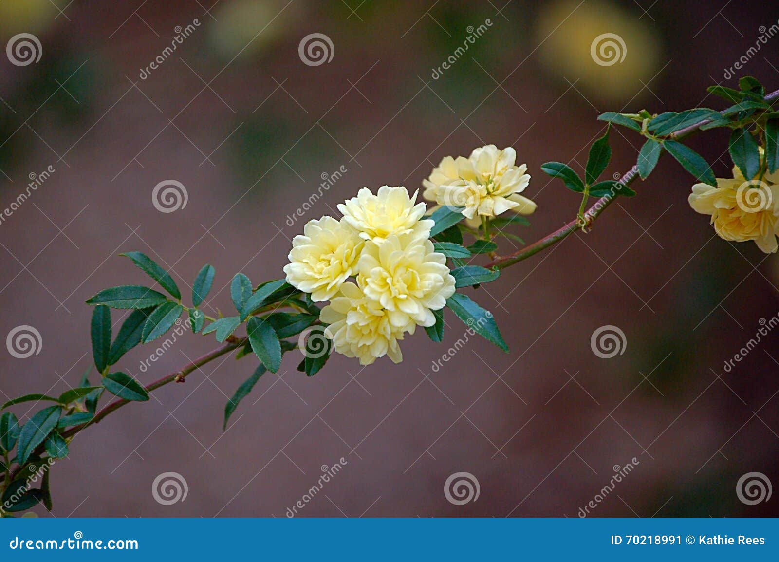 Miniature yellow rose stock image. Image of stem, yellow - 70218991
