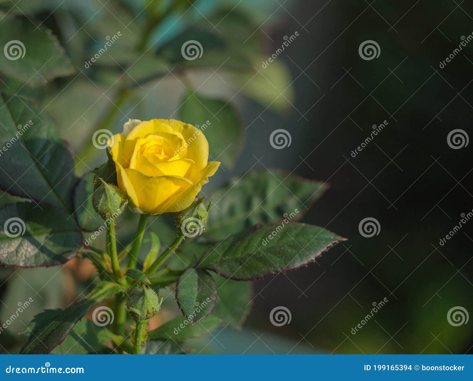 Miniature Yellow Rose Flower in the Garden Stock Photo - Image of plant ...