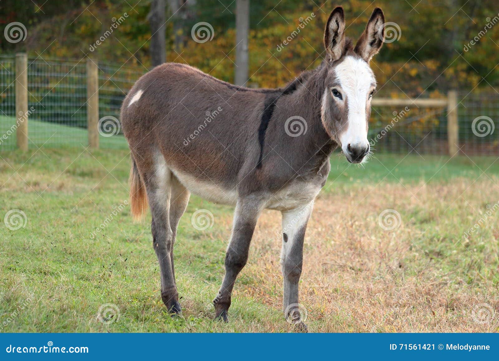 Miniaturesel, Der in Der Weide Steht Stockbild - Bild von mini, esel ...