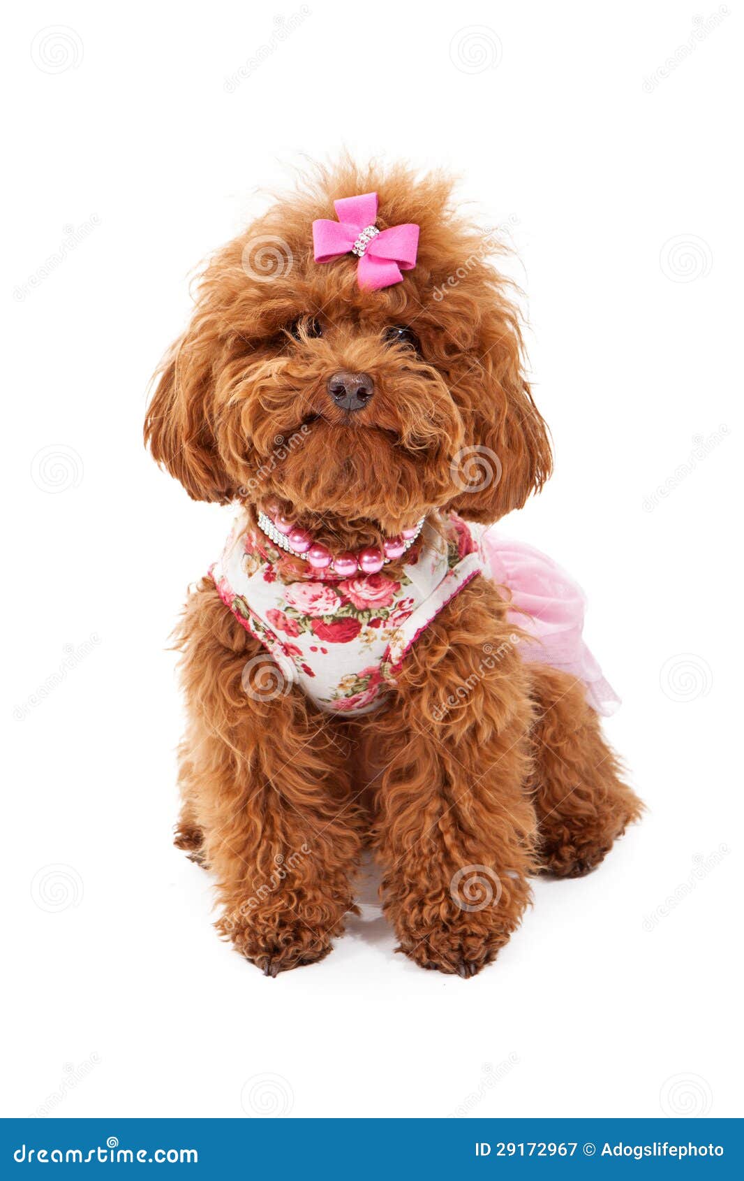 Miniaturpudel in Der Rosa Ausstattung Stockbild - Bild von pudel ...