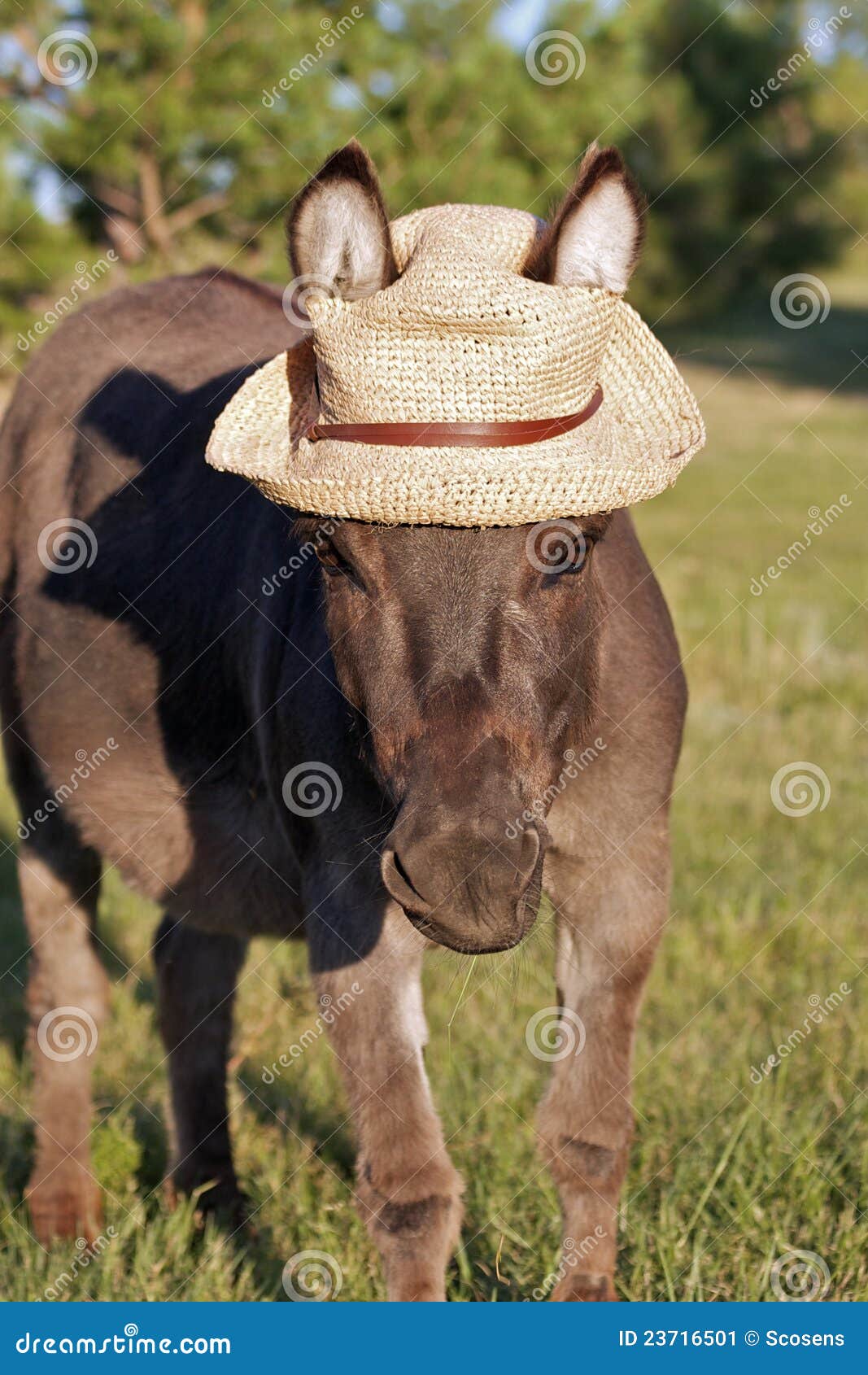 Miniatuur Ezel Met De Hoed Van Het Stro Stock Afbeelding - Image of ...