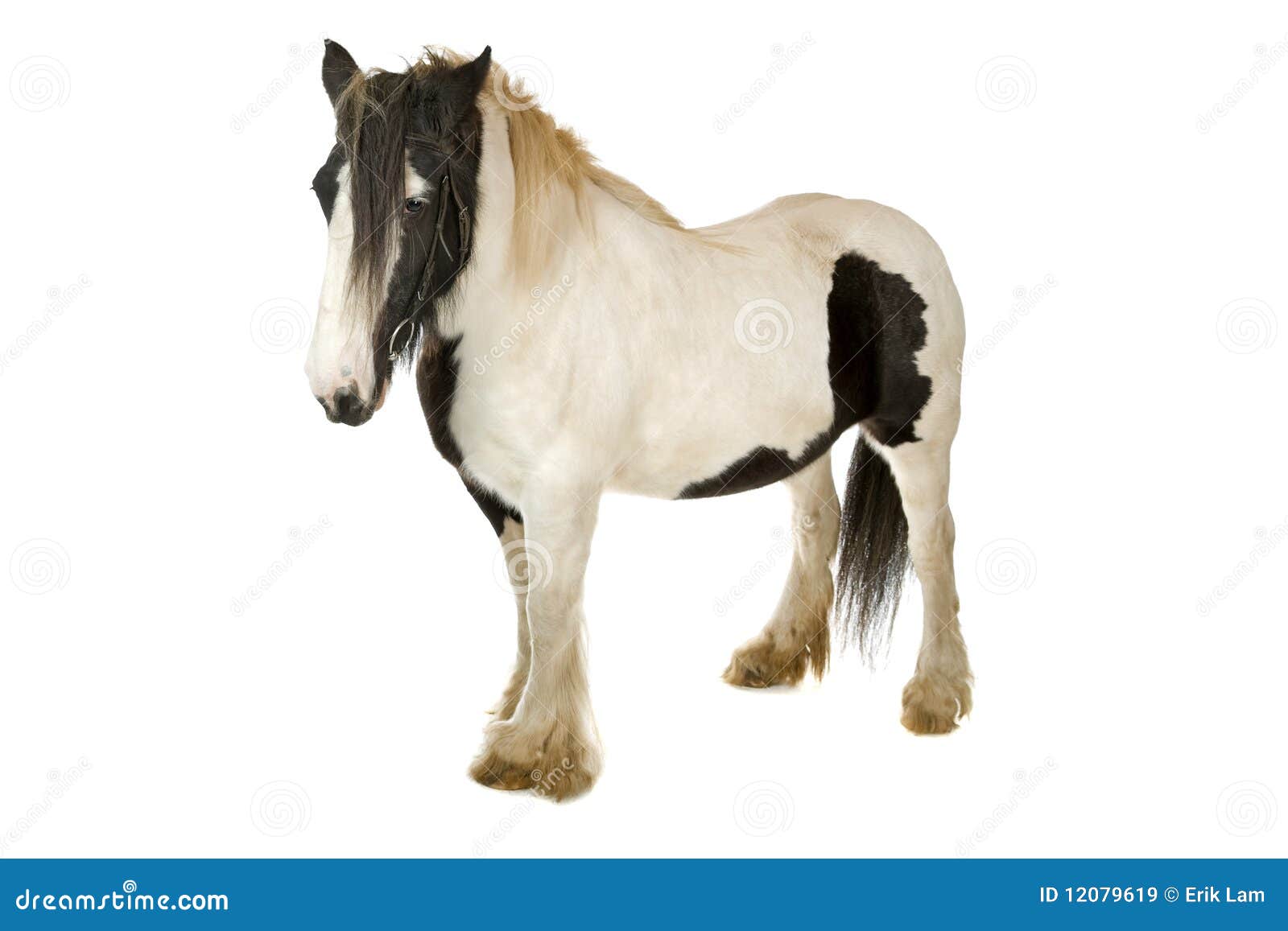 Miniatuur paard stock afbeelding. Image of mini, status - 12079619