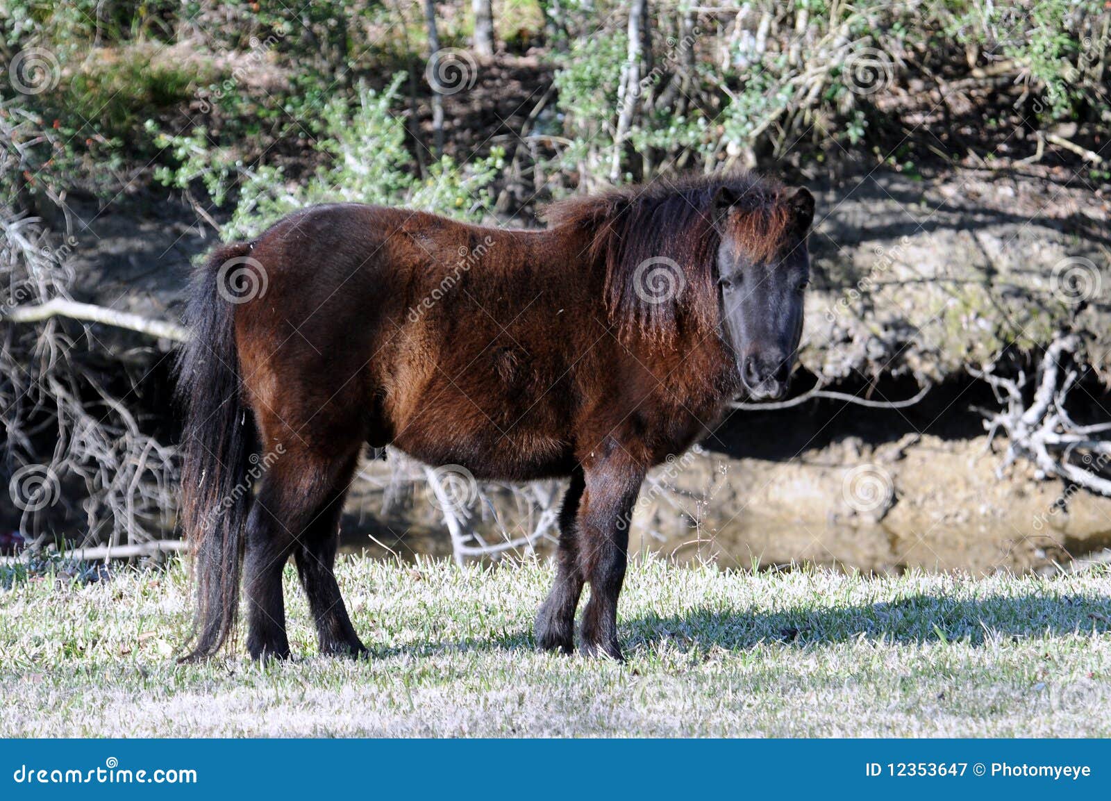 Miniatuur paard stock afbeelding. Image of miniatuur - 12353647