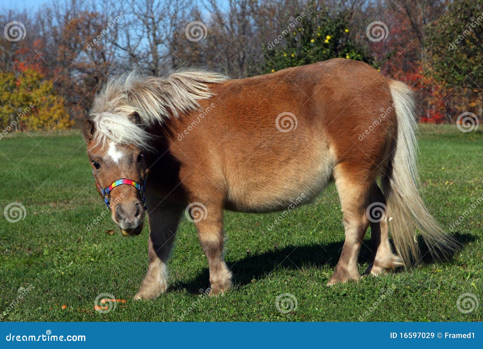 Miniatuur Paard stock afbeelding. Image of gebied, hoofd - 16597029