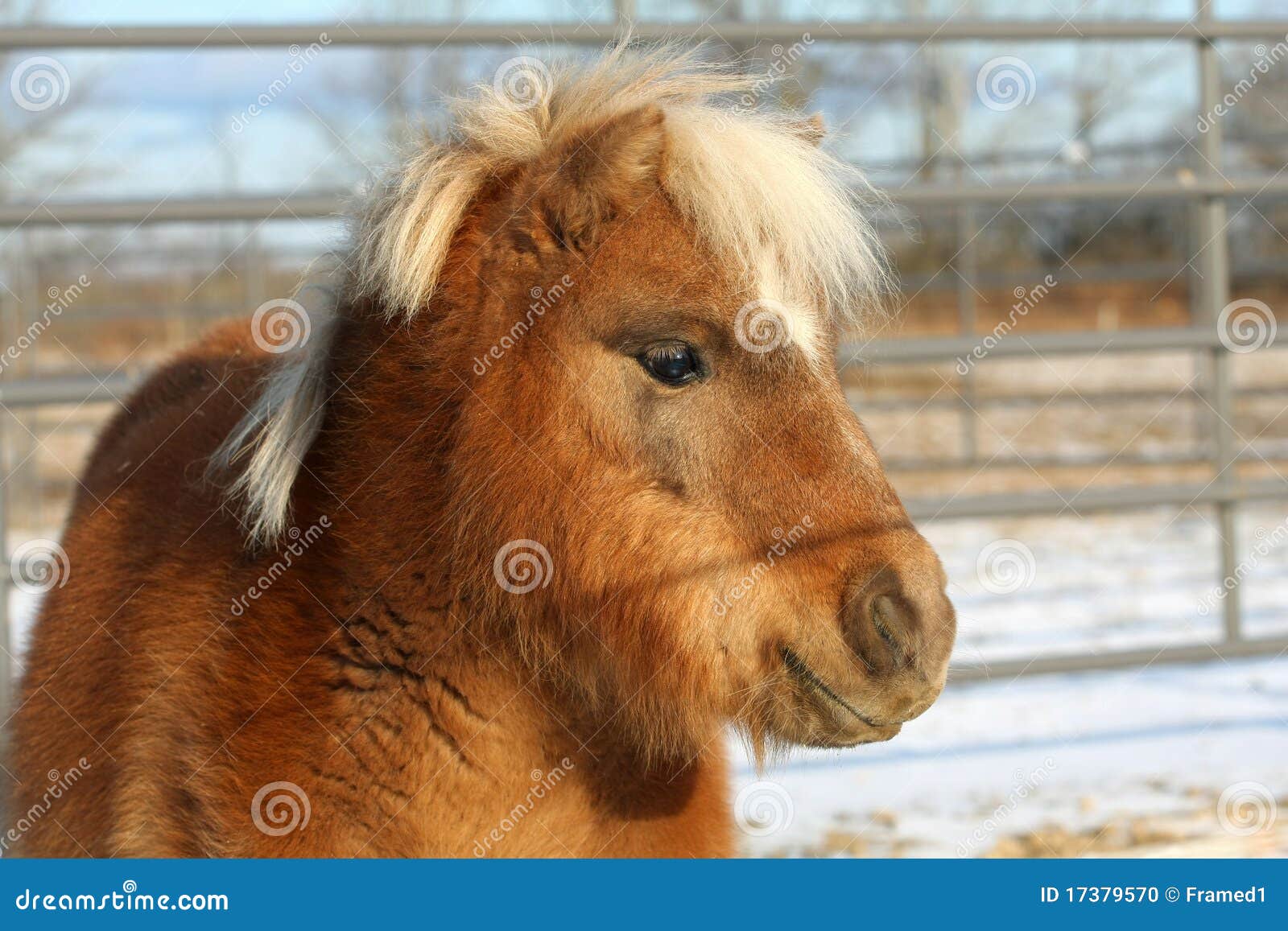 Miniatuur Paard stock foto. Image of landbouwgrond, blauw - 17379570