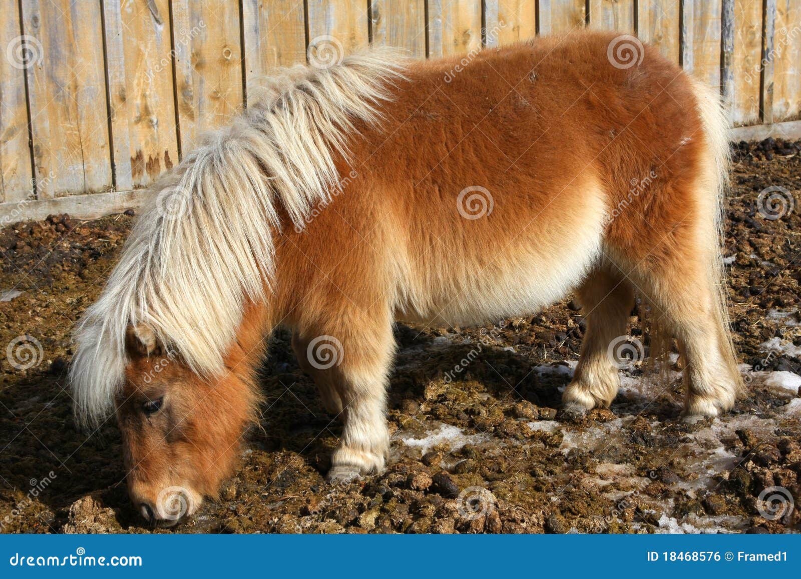 Miniatuur Paard stock foto. Image of merrie, manen, zoogdier - 18468576