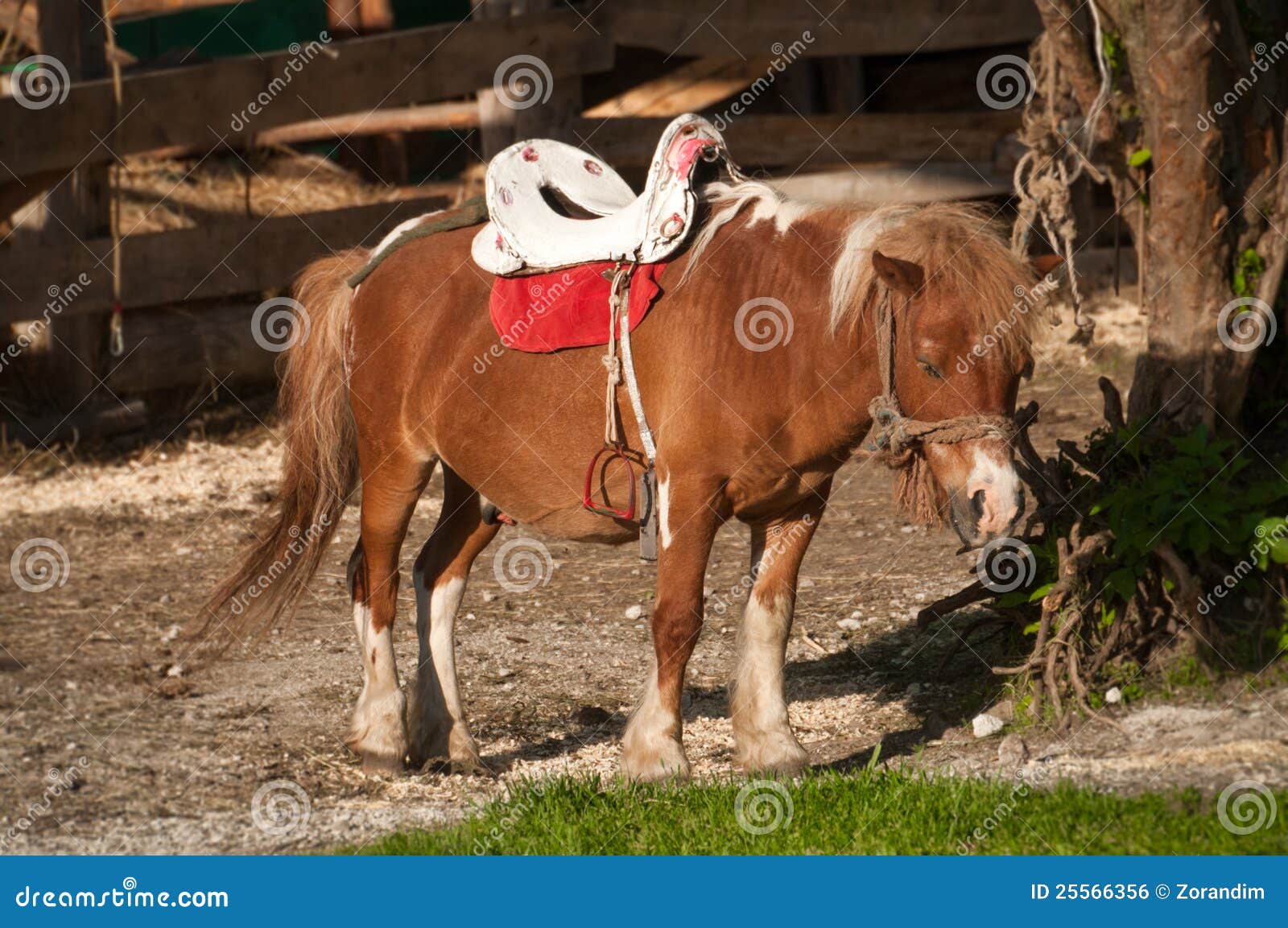 Miniatuur Paard stock foto. Image of geïsoleerd, veulen - 25566356
