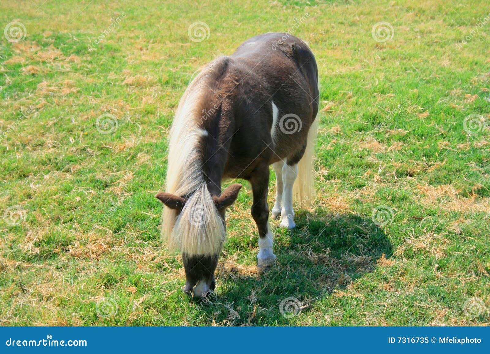 Miniatuur Paard stock afbeelding. Image of weiland, merrie - 7316735