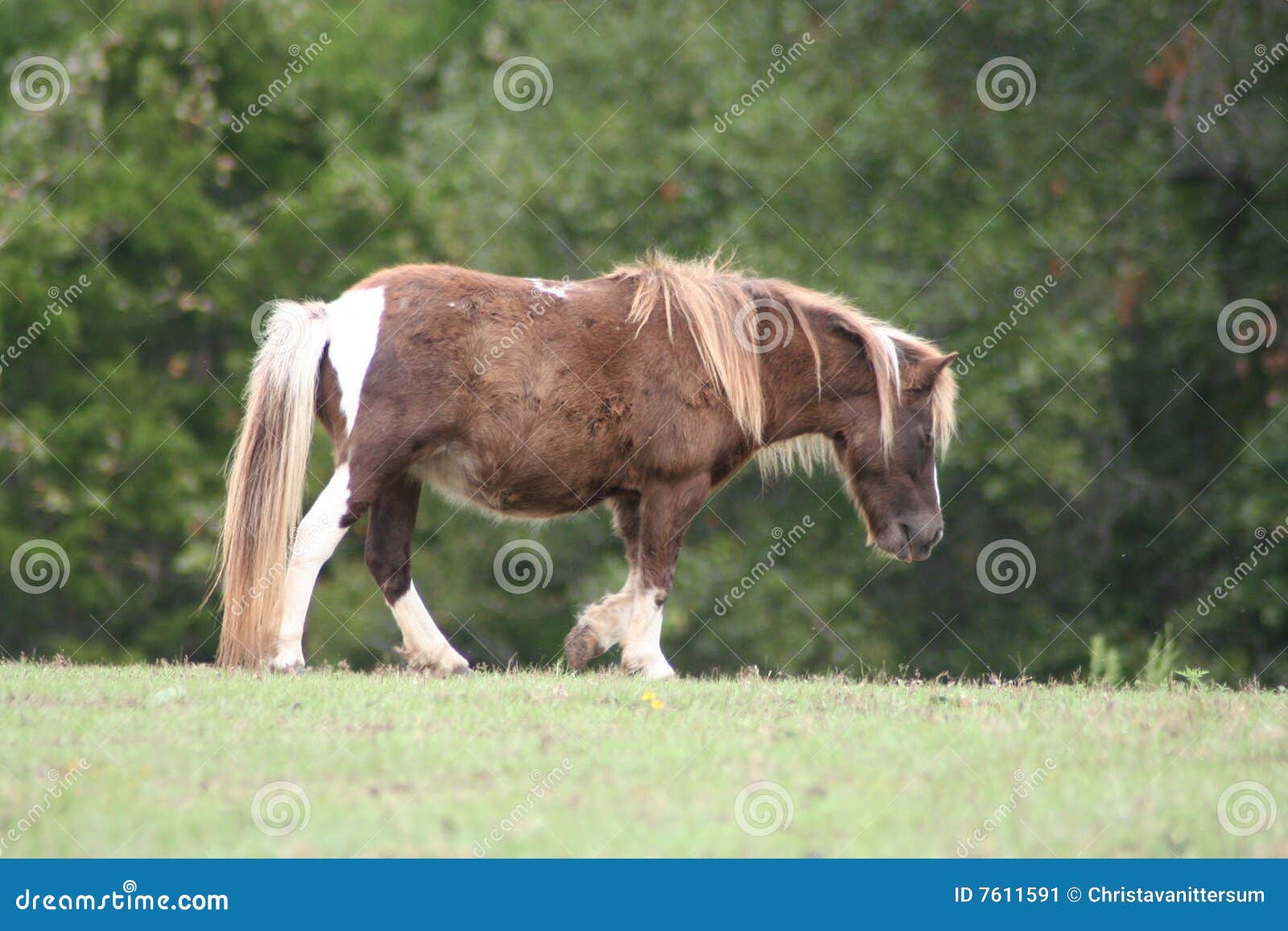 Miniatuur Paard in De Paddock Stock Afbeelding - Image of paddock ...