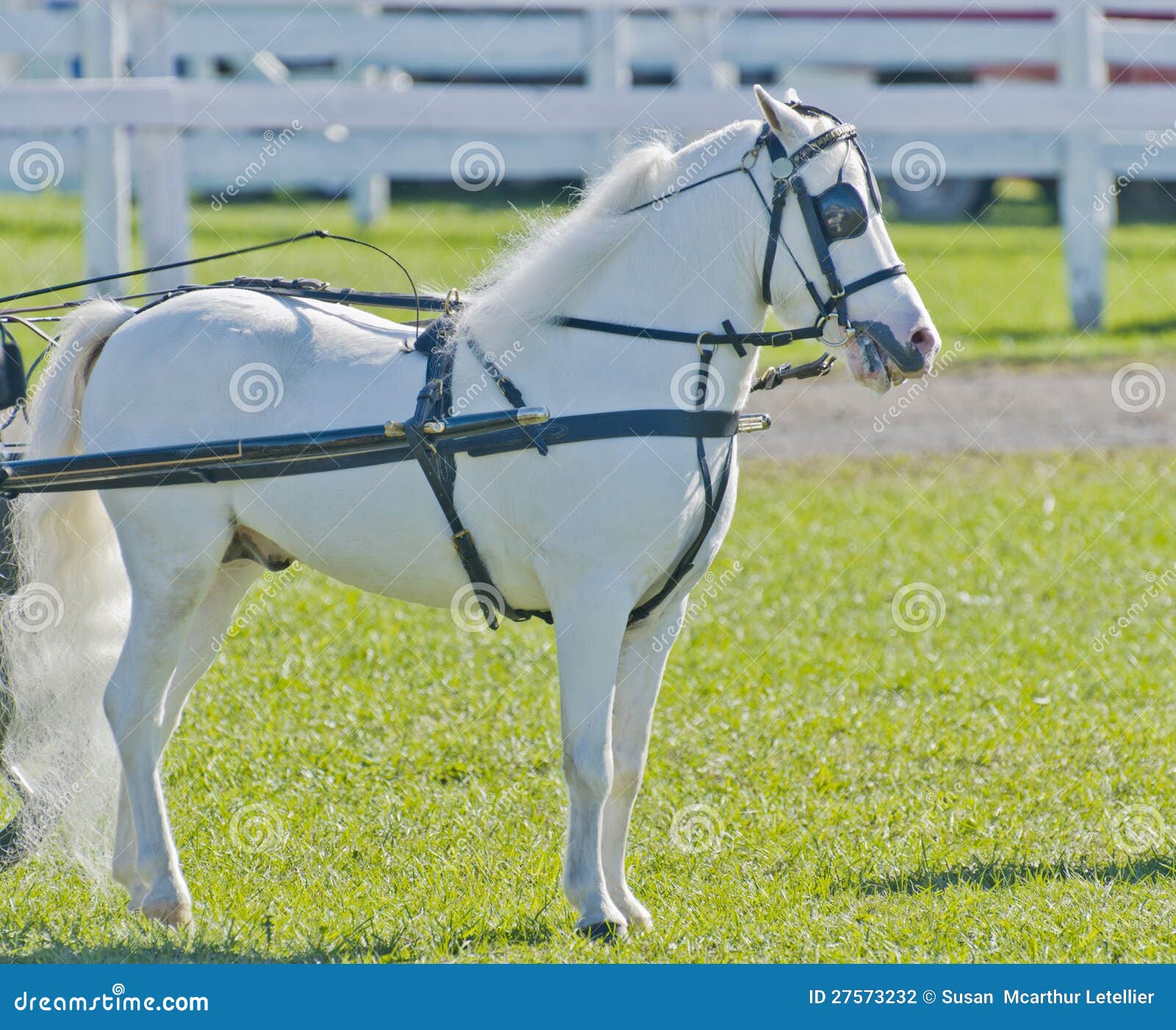 Miniatuur Paard in Uitrusting Stock Foto - Image of zonnig, gras: 27573232