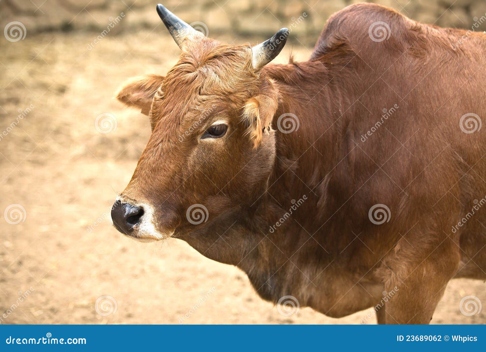 Miniatuur Zeboe stock foto. Image of stier, landbouwbedrijf - 23689062