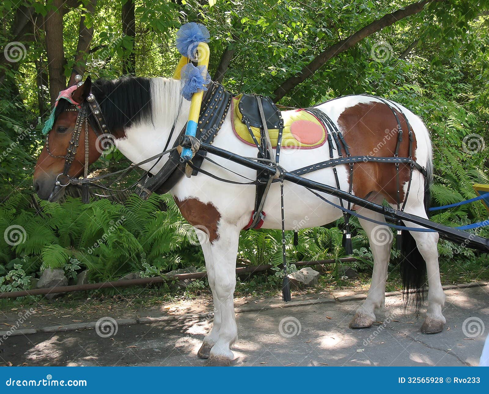 Miniatuurpaard in Uitrusting Stock Foto - Image of manen, paarden: 32565928