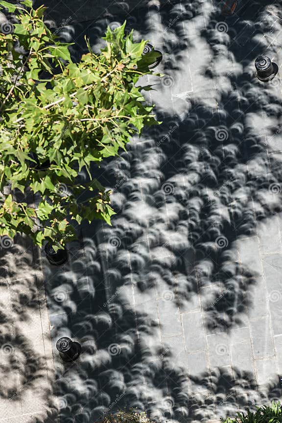 Minicelipses in the Projection View of the Shadows of Leafs and Trees ...