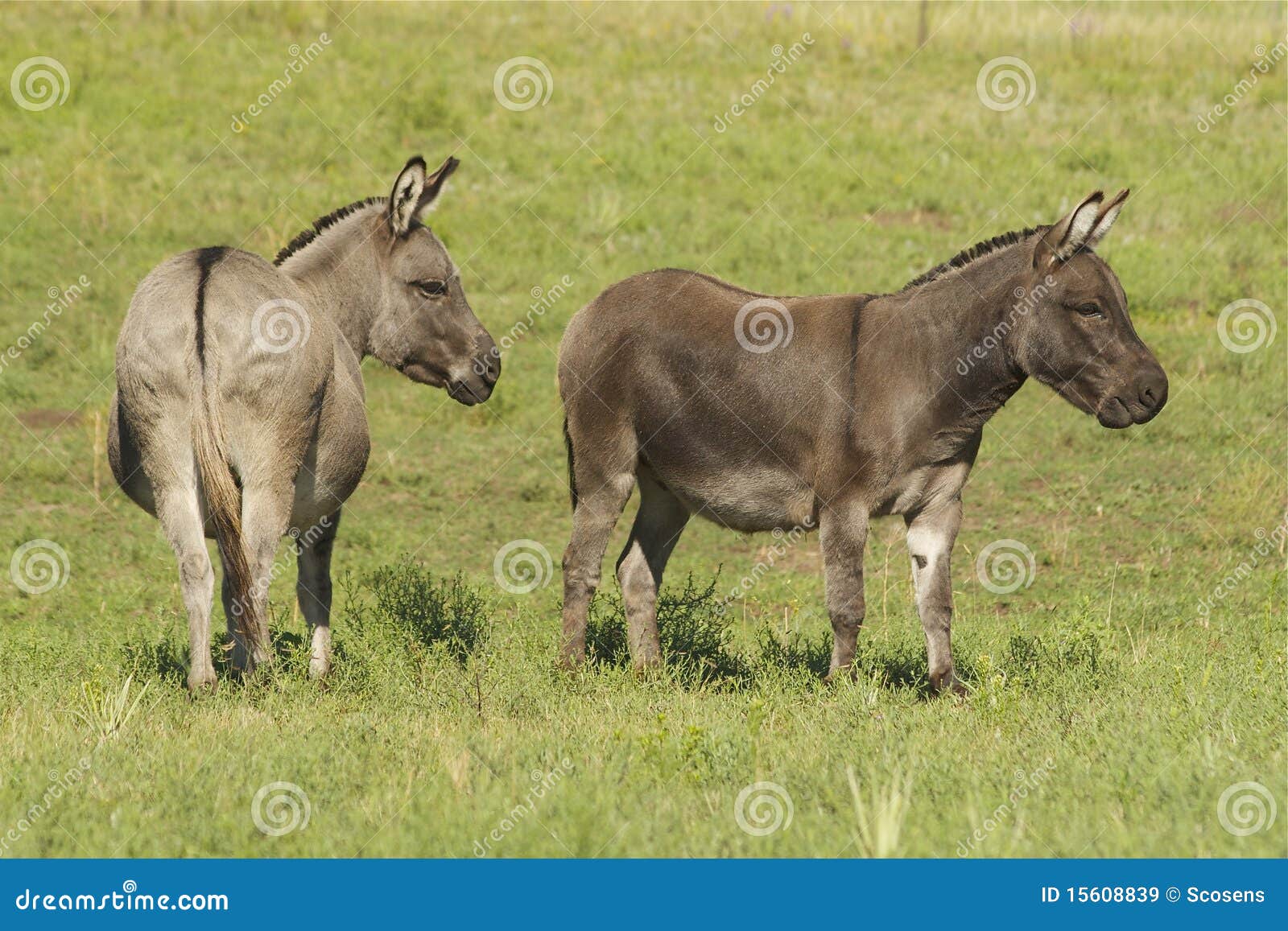 Miniesel stockbild. Bild von mini, tier, nett, esel, ohren - 15608839