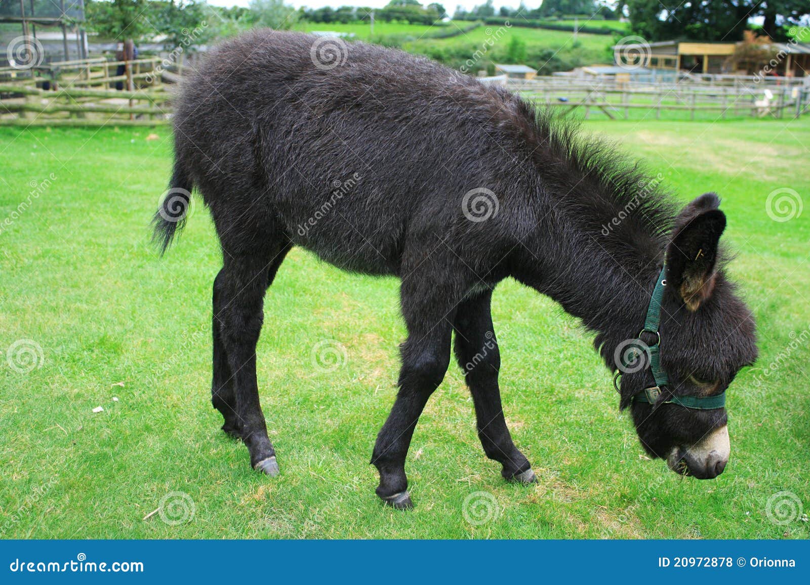 Miniesel stockfoto. Bild von nave, bauernhof, zicklein - 20972878