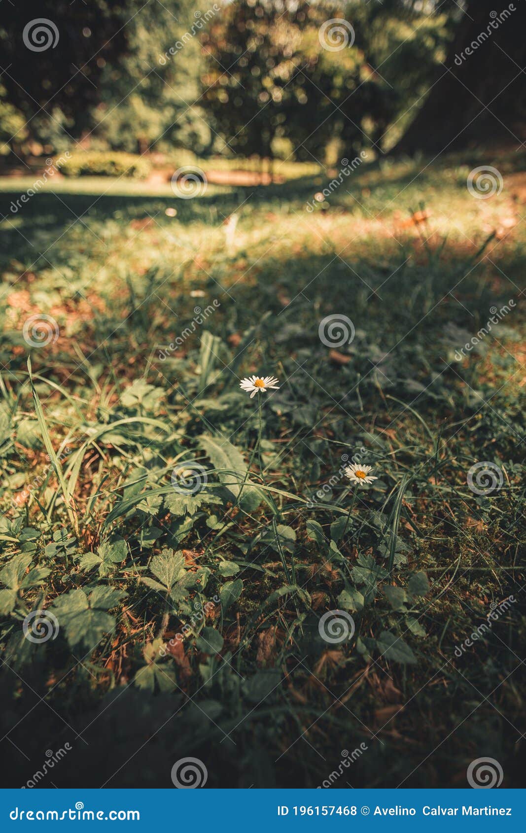 Minimal Daisy in the Middle of the Grass of the Park during a Bright ...