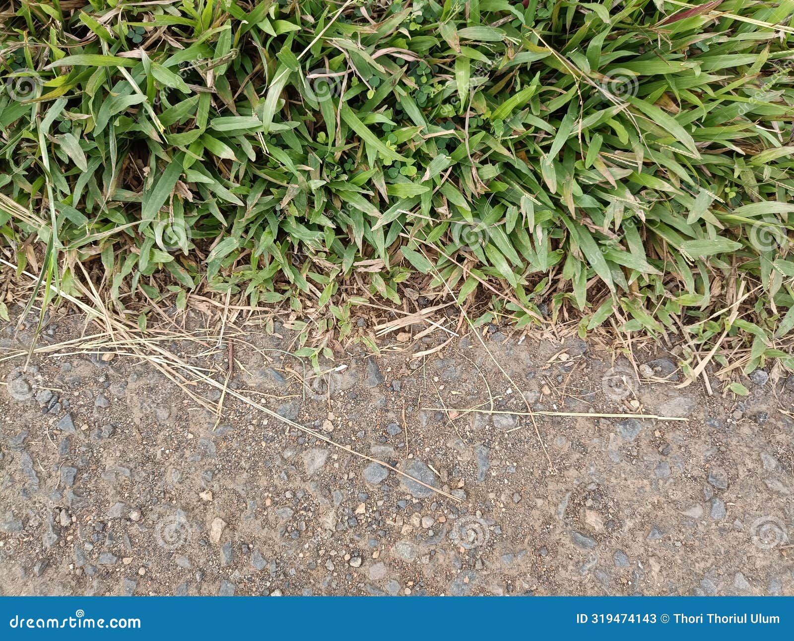 Minimal Elephant Grass Grows on the Edge of the Asphalt Road Stock ...