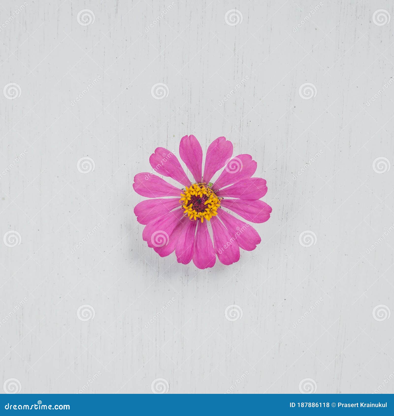 Minimal Flower Background. Concept for Valentine`s Day Stock Photo ...
