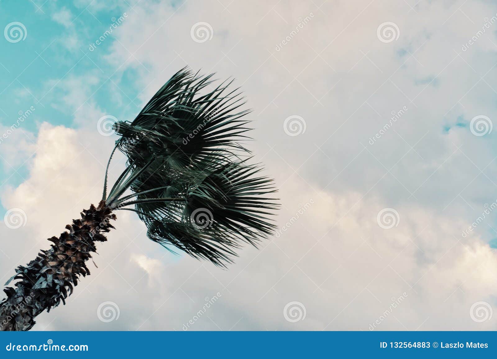 Minimal Graphic Concept Picture of Palm Tree in Strong Winds in Front ...
