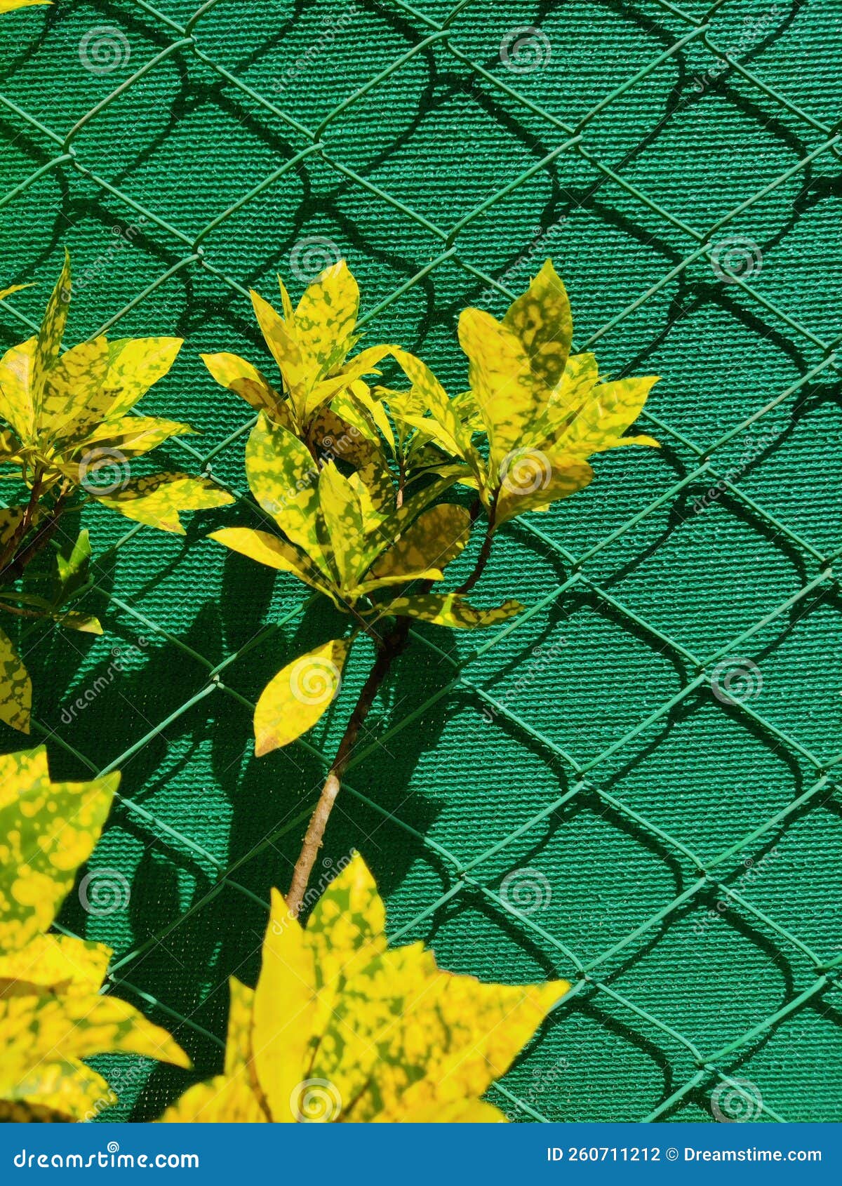 Minimal Monotone Photography Stock Photo - Image of green, street ...