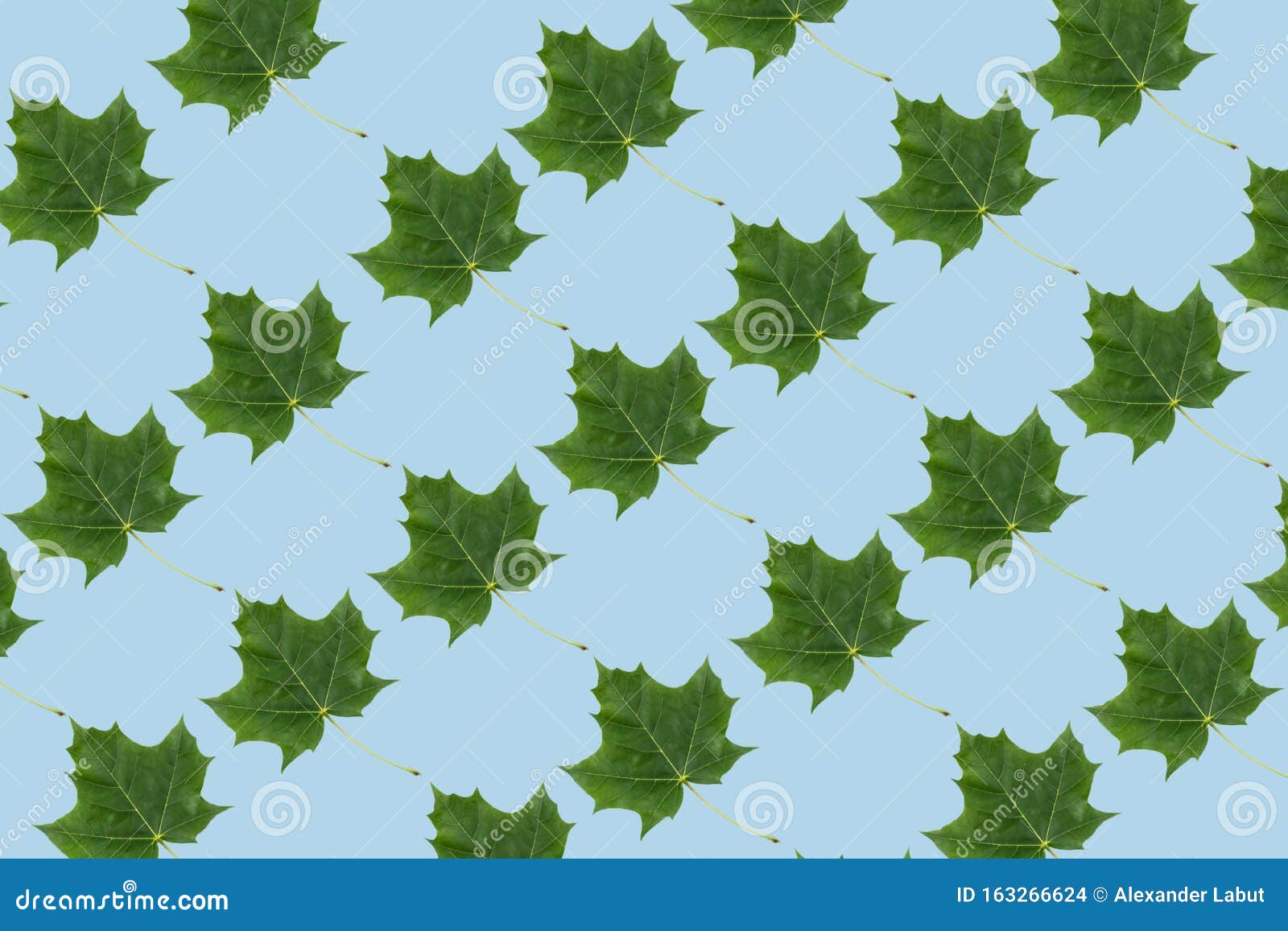 Minimal Nature Pattern with Blue Colour Background and Maple Leaves ...