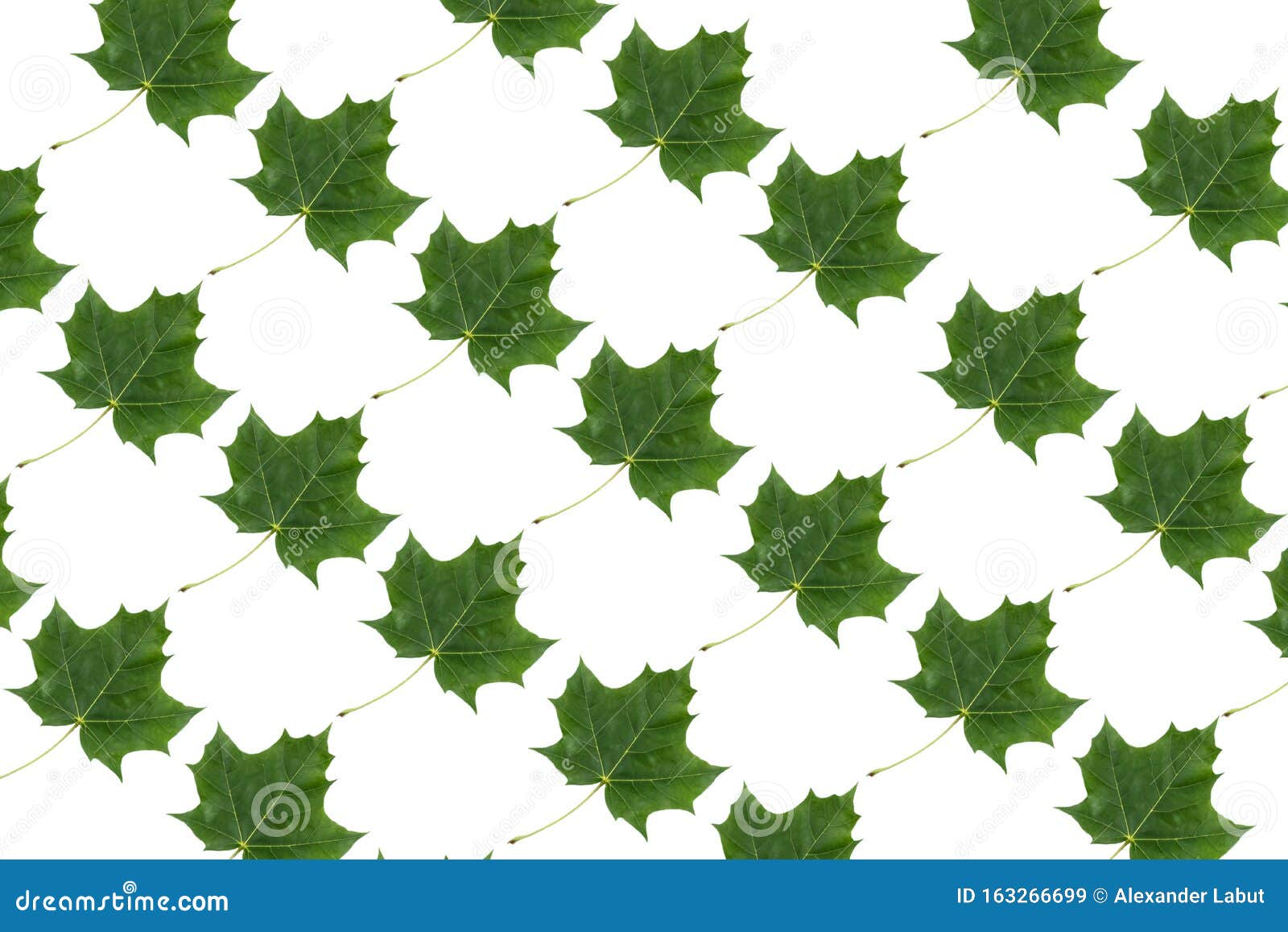 Minimal Nature Pattern with Maple Leaves Isolated on White Background ...