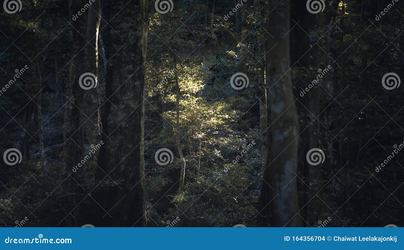 Mystery Emotion in Forest with Shadow and Light Stock Photo - Image of ...