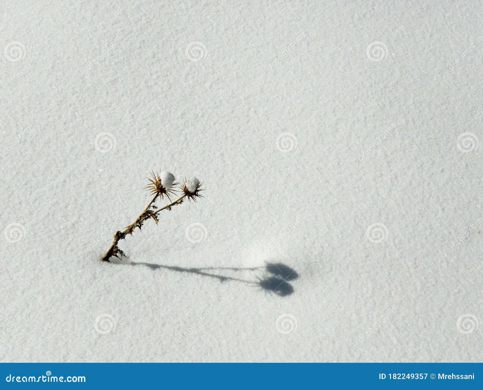 Thistle in white snow stock image. Image of solid, winter - 182249357