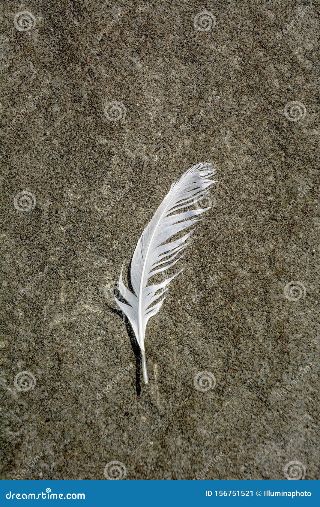 Minimal Simple Single White Feather on Hard Brown Flat Ground in Bright ...