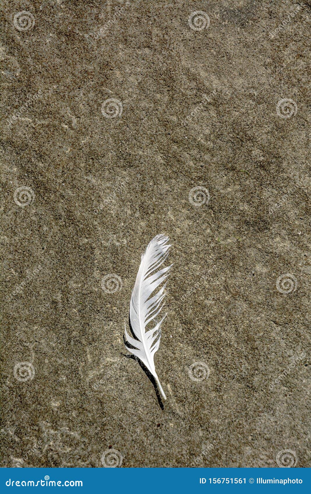Minimal Simple Single White Feather on Hard Brown Flat Ground in Bright ...