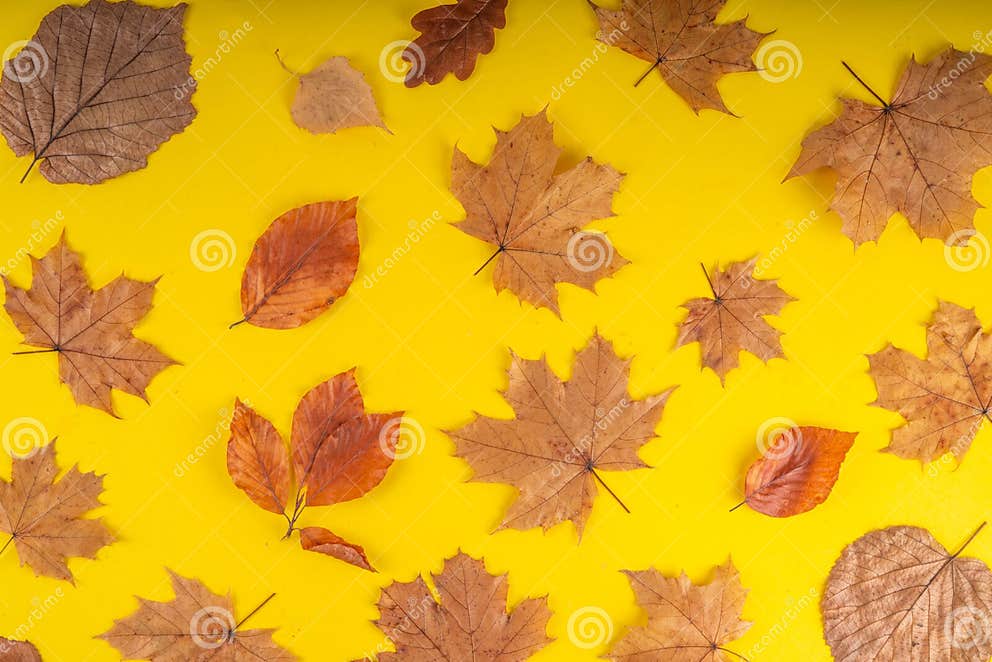 Minimal Sparse Autumn Background with Fall Leaves Stock Image - Image ...