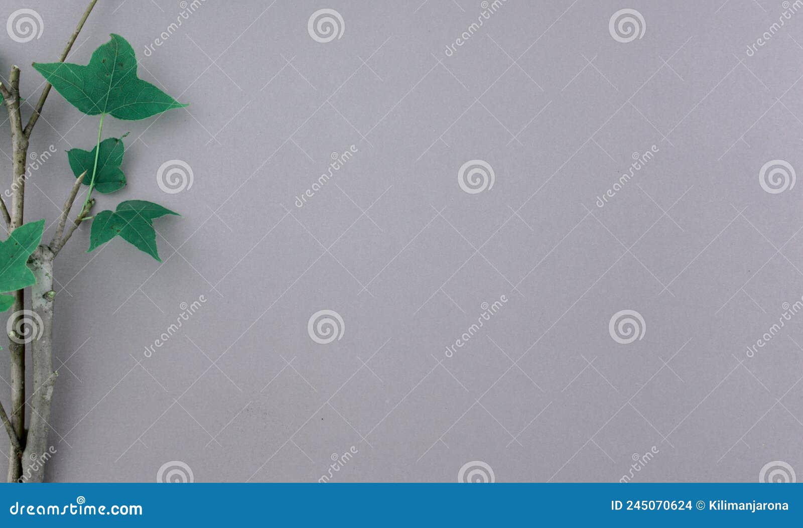 Minimalism, Green Plant Stem Flat Lay on Neutral Grey Abstract ...