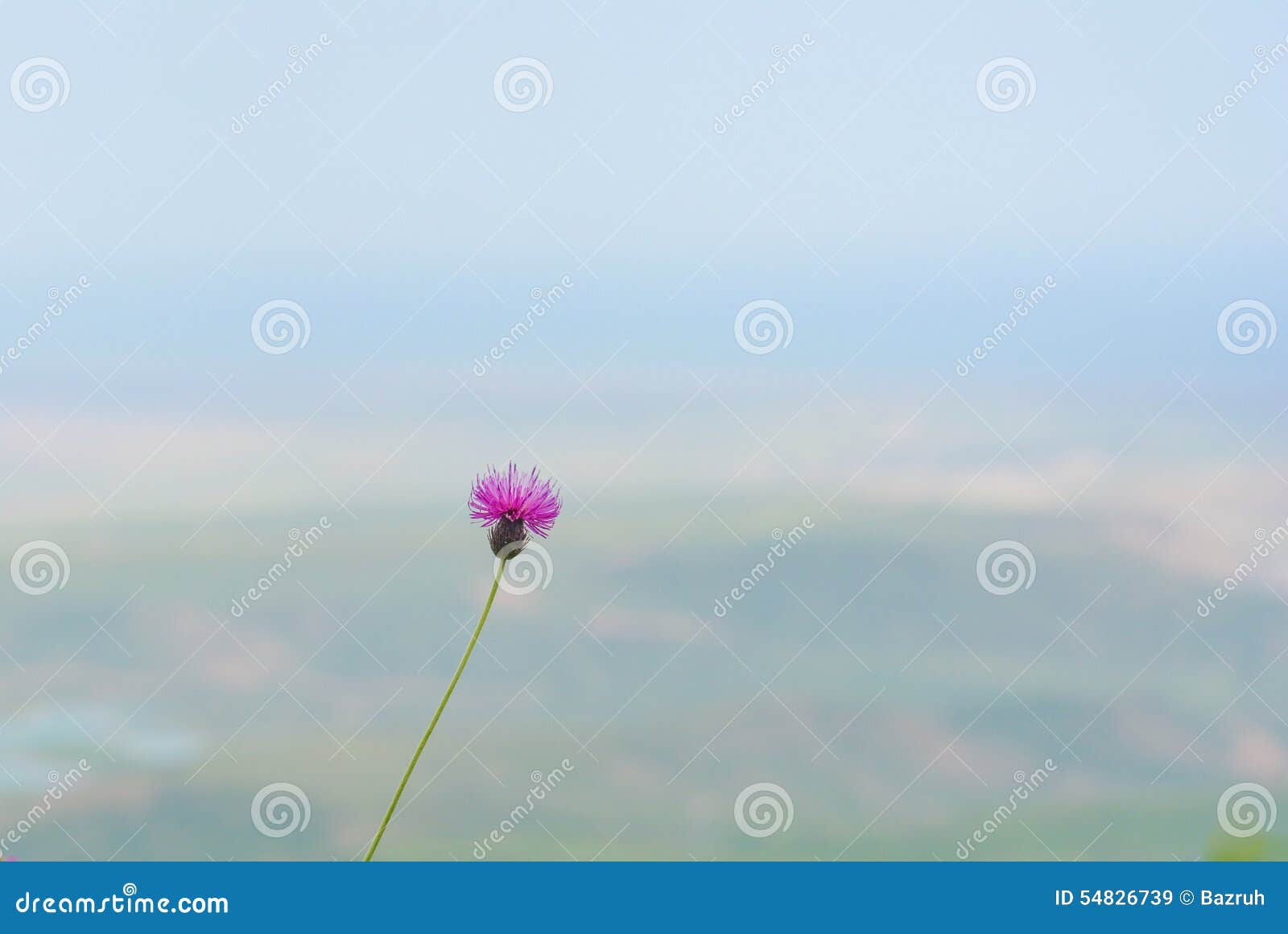 Minimalism, Lonely Flower of a Thistle Stock Image - Image of exit ...