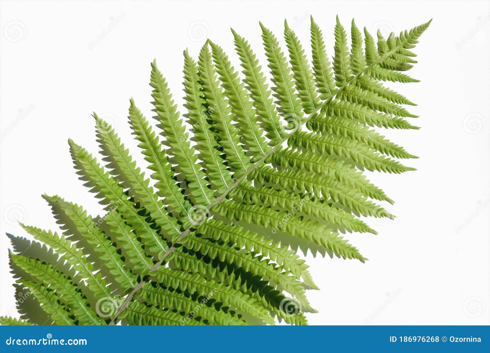 Minimalism Style, Fern Leaf on Paper Background Stock Photo - Image of ...