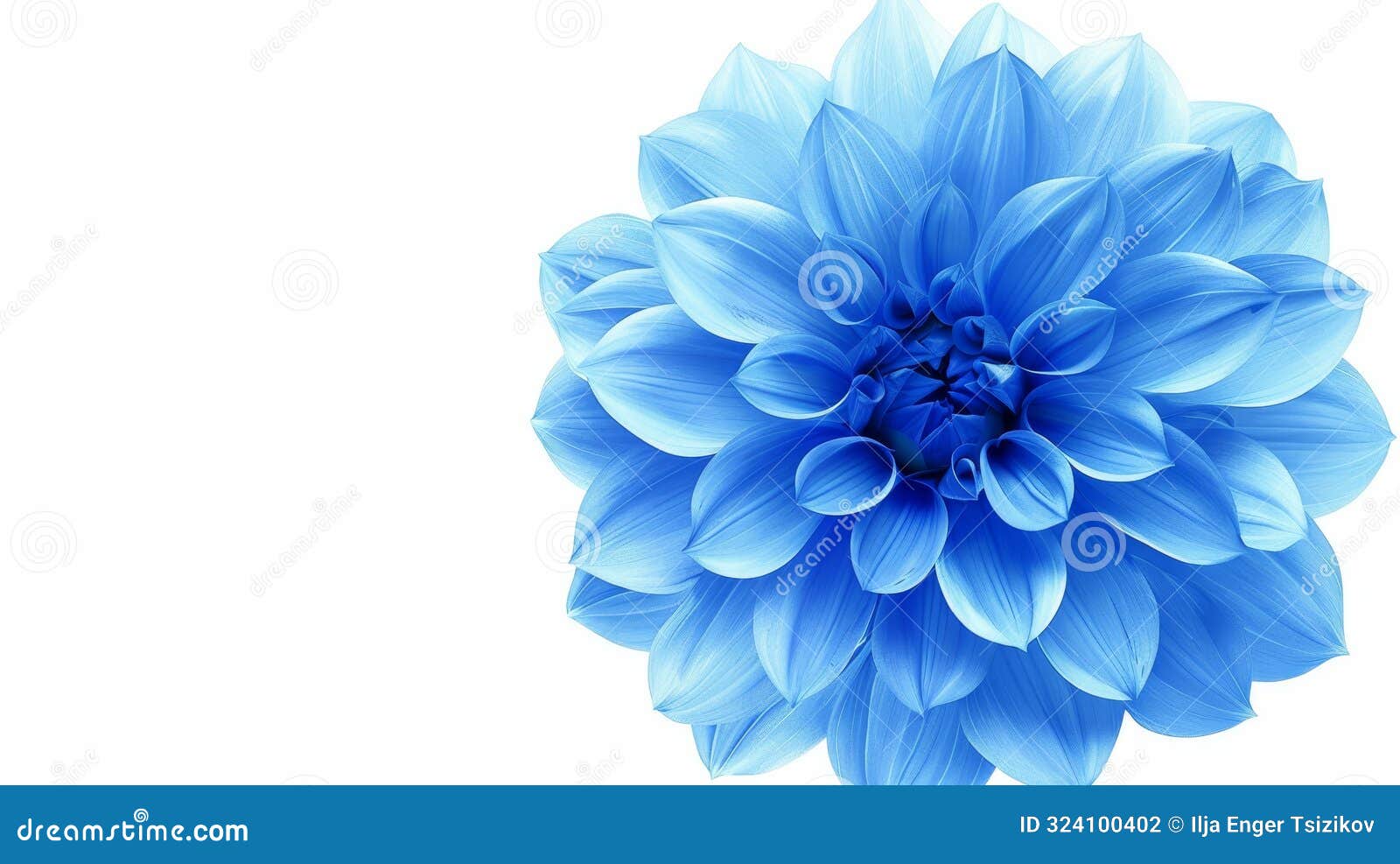 Minimalist Blue Flower, Layered Petals on White Background, Centered ...