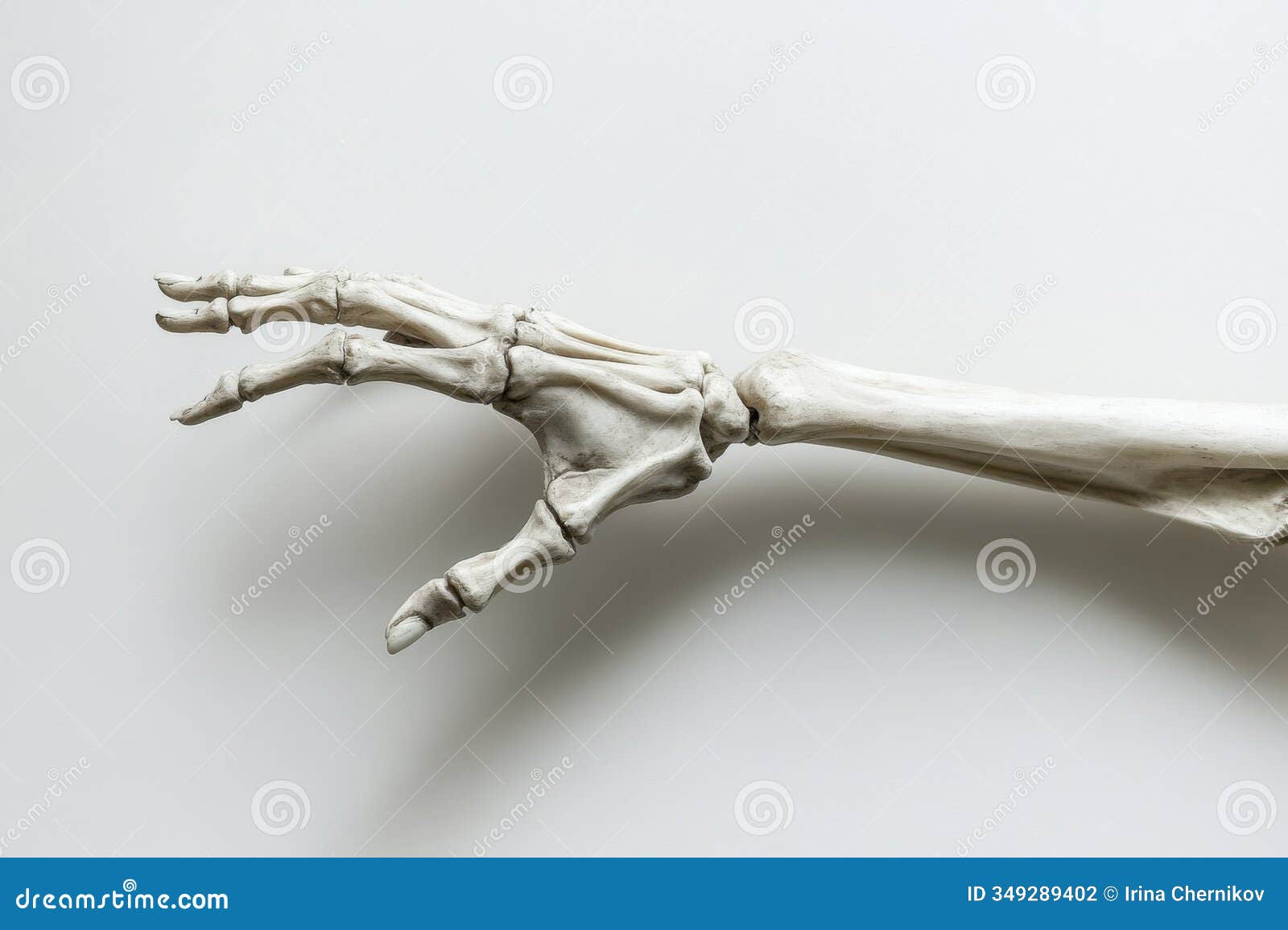 Skeletal Hand Royalty-Free Stock Image | CartoonDealer.com #26496118